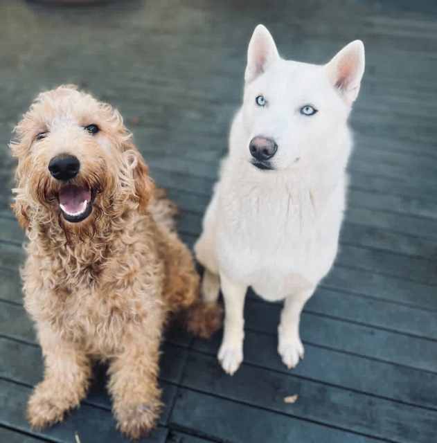 Groodle x Husky Puppies (Expression of interest) | Dogs & Puppies ...