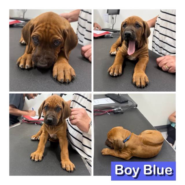 Rhodesian Ridgeback puppies | Dogs & Puppies | Gumtree Australia ...