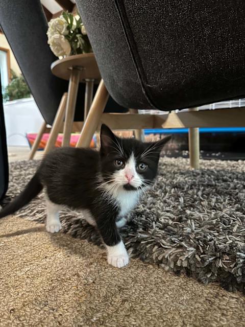 Hand-Reared Ragdoll X Kittens for Sale - Microchipped & Vaccinated ...