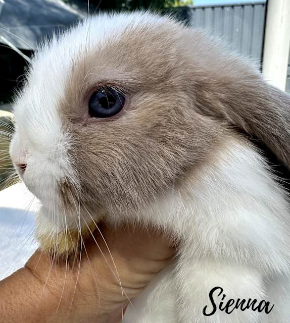 PUREBRED BLUE EYED ADORABLE MINI LOPS GIRLS/BOYS 8 WEEKS OLD READY NOW ...