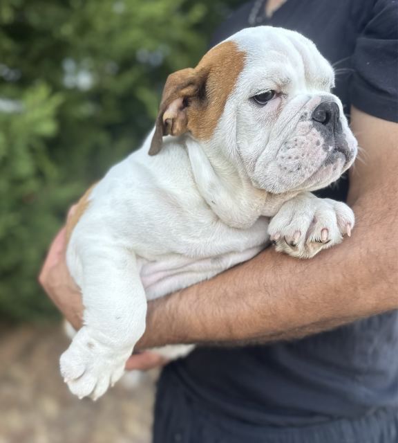 purebred British Bulldog puppies ( price dropped ) | Dogs & Puppies ...