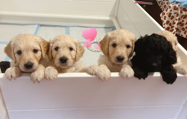 F1 Standard Groodle puppies (Poodle x GoldenRetriever ) | Dogs ...