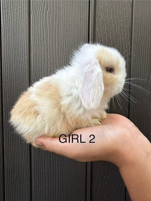 BABY PURE BRED MINI LOP RABBITS*ONLY ONE PAIR LEFT* | Rabbits | Gumtree ...