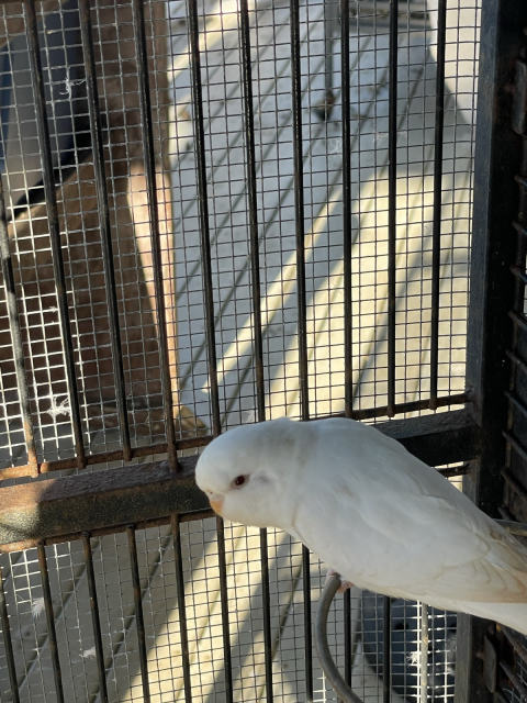 Baby budgies | Birds | Gumtree Australia Shoalhaven Area - Manyana ...