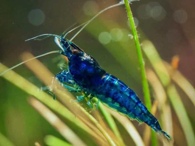 Blue dream/fire red/yellow /crs shrimps | Fish | Gumtree Australia ...