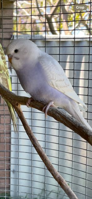 Young budgies | Birds | Gumtree Australia Gosnells Area - Huntingdale ...