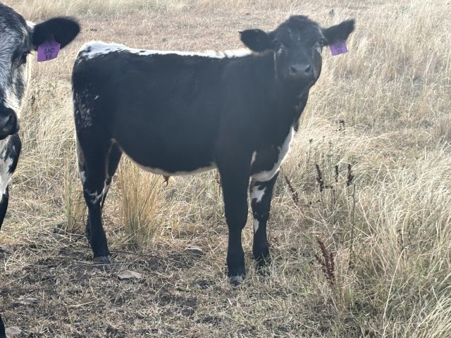 3 x beef weaners | Livestock | Gumtree Australia Toowoomba Surrounds ...