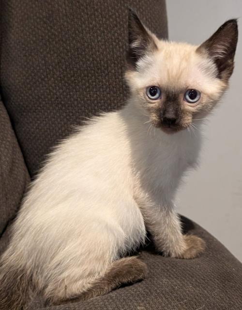 siamese x Ragdoll kittens for sale | Cats & Kittens | Gumtree Australia ...