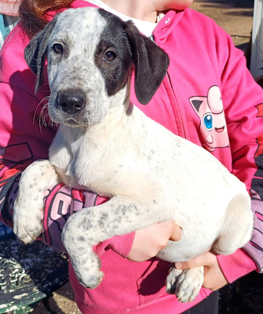 Springer Spaniel x Pointer Puppies | Dogs & Puppies | Gumtree Australia ...