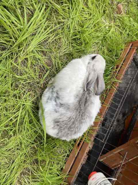Rabbit (bunny) for sale | Rabbits | Gumtree Australia Gosnells Area ...