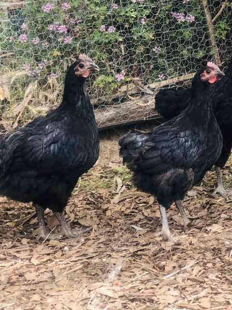 Young Pure Bred Australorp Roosters | Birds | Gumtree Australia Barossa ...