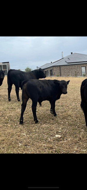 Black Angus Calves | Livestock | Gumtree Australia Murrindindi Area ...