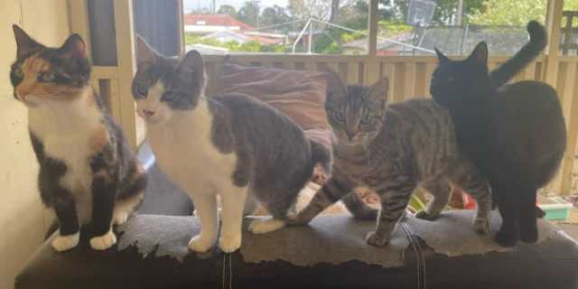 4 FEMALE TABBY KITTENS | Cats & Kittens | Gumtree Australia Fairfield ...