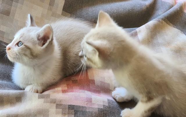Burmese x ragdoll Kittens- Female and male available | Cats & Kittens ...