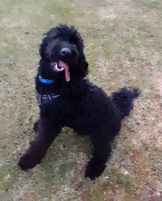 Groodle - Young Adult, Goofy, Adorable Boy! | Dogs & Puppies | Gumtree ...