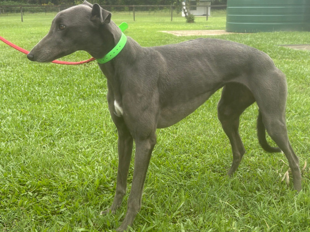 Beautiful Greyhounds | Dogs & Puppies | Gumtree Australia Caboolture ...