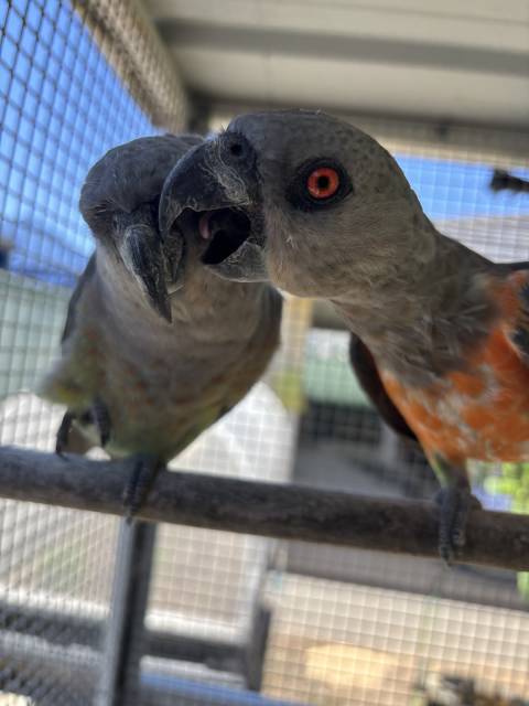 Hand raised Red bellied parrot,pair | Birds | Gumtree Australia ...