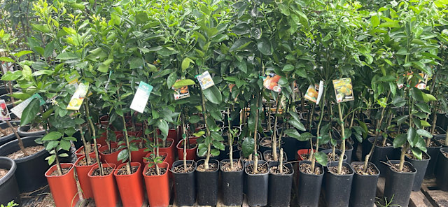 Citrus trees and stone fruit trees for sale - Plants in Busby NSW ...