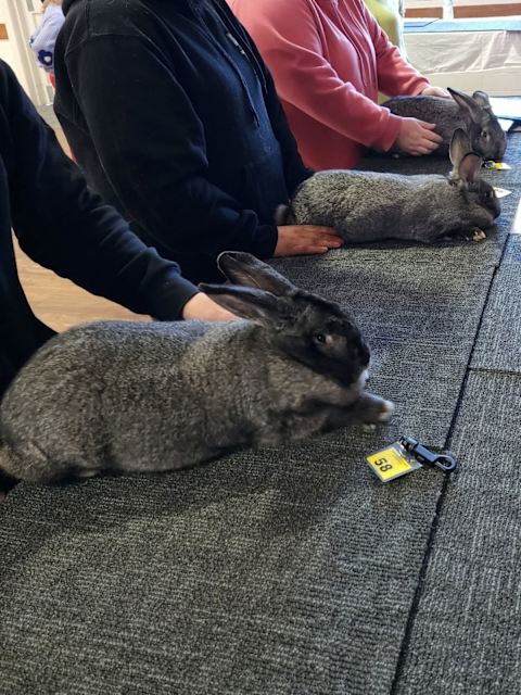 Montandy Rabbits Tasmania Flemish giant project rabbits | Rabbits ...