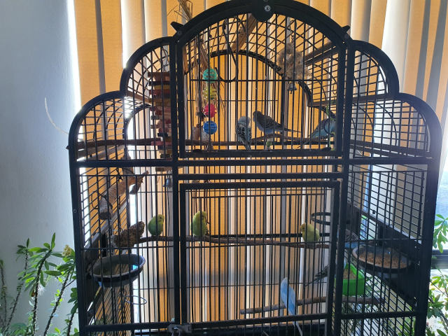 Young Budgies | Birds | Gumtree Australia Rockingham Area - Secret ...