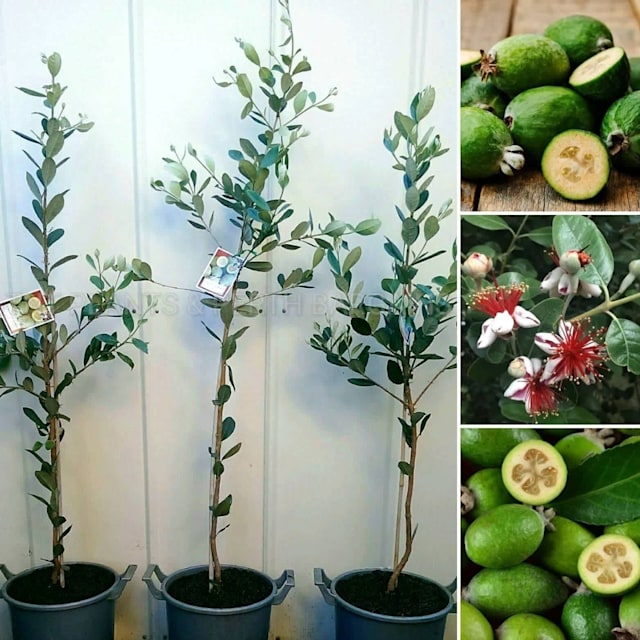 Feijoa AKA Pineapple Guava Fruit Tree Plants - Plants in Landsdale WA ...