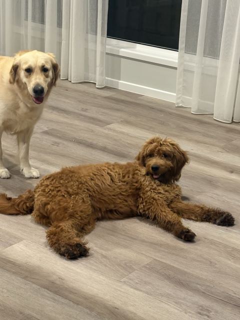 Entire female Groodle 100% DNA Clear | Dogs & Puppies | Gumtree ...