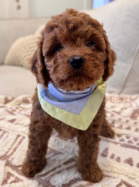 Adorable Ruby F2 Cavoodle Puppies – Ready for Loving Homes! | Dogs ...