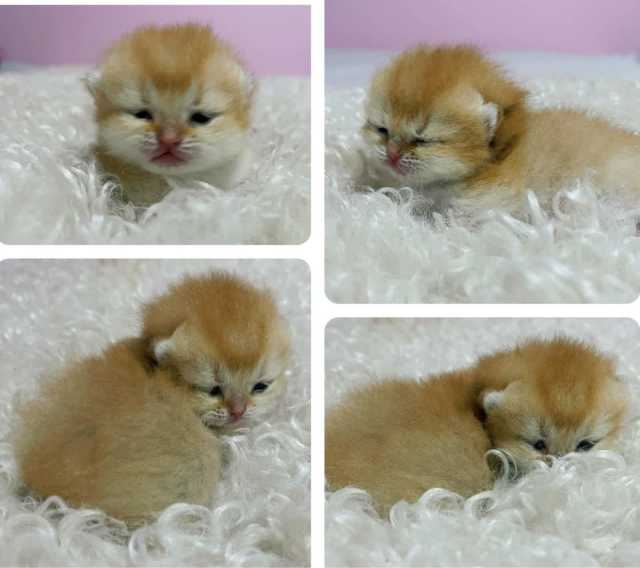 Golden British Shorthair Kitten Ny12 SHELL | Cats & Kittens | Gumtree ...