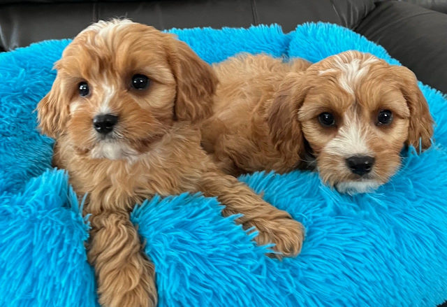 Cavoodles (toy) First generation | Dogs & Puppies | Gumtree Australia ...