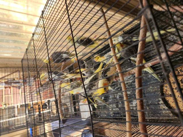 aviary weiros/cockatiels | Birds | Gumtree Australia Fremantle Area ...