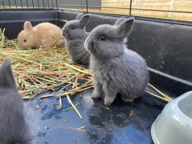 Gorgeous Baby Rabbits - pets only | Rabbits | Gumtree Australia Macedon ...