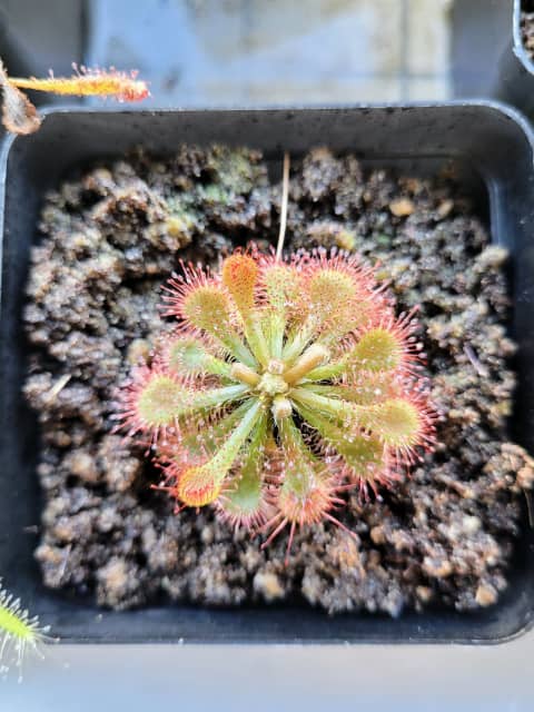 Sundew Drosera Tokaiensis (Carnivorous Plant) - Plants in Rosebery NSW ...