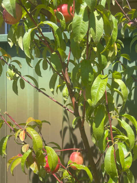 Nectarine Tree, Double grafted, 2 varieties on 1 tree, Fruits, in pot ...