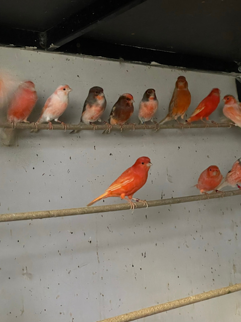 ALL TYPES OF CANARIES | Birds | Gumtree Australia Blacktown Area ...