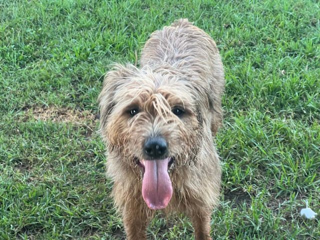 Smithfield | Dogs & Puppies | Gumtree Australia Darling Downs ...