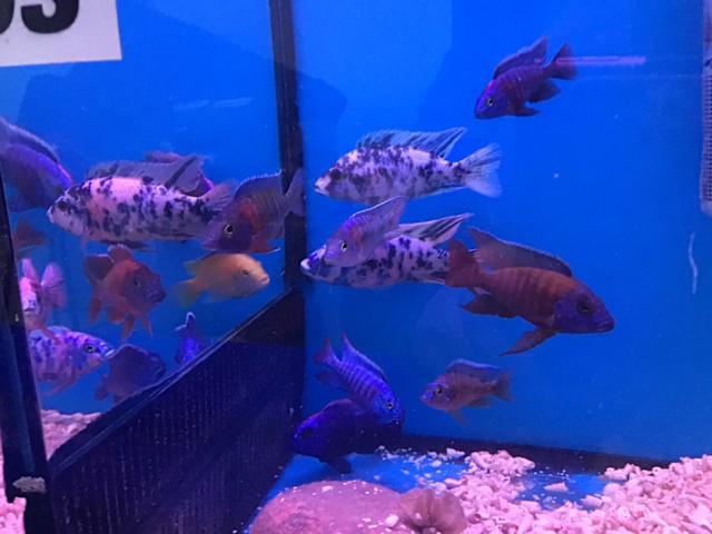 ADD SOME COLOUR TO YOUR TANK | Fish | Gumtree Australia Sutherland Area ...