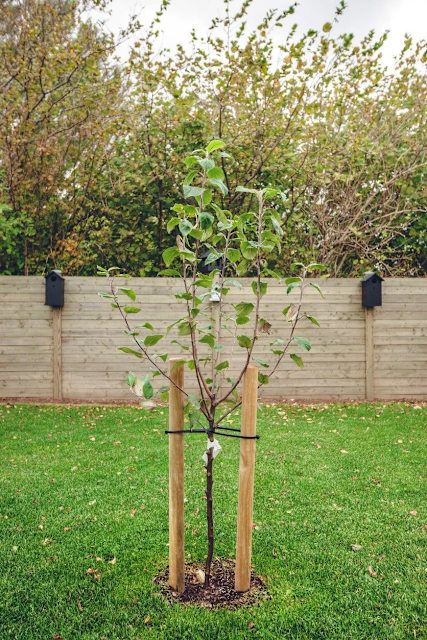 Get Your Tree Planted! | Landscaping & Gardening | Gumtree Australia ...