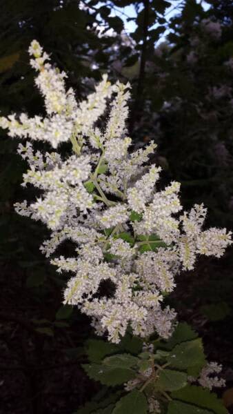 Nutmeg Bush plant | Plants | Gumtree Australia Gympie Area - Gympie ...