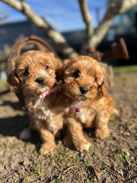 Cavoodle Puppies $1500 Apricot | Dogs & Puppies | Gumtree Australia ...