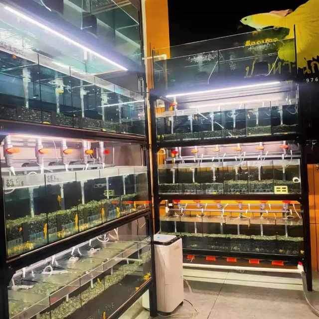 Garage aquarium sale/whole sale | Fish | Gumtree Australia Redland Area ...