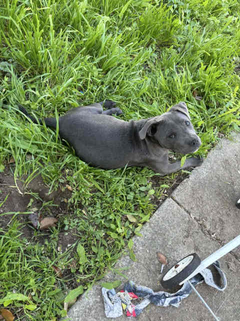 Pedigree blue English staffy female | Dogs & Puppies | Gumtree ...