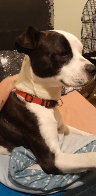 Roxy, American Staffordshire Terrier X | Dogs & Puppies | Gumtree ...