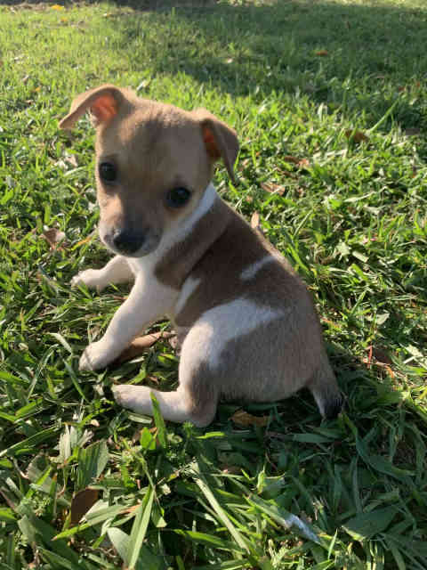 Mini Foxie puppy fox terrier puppy | Dogs & Puppies | Gumtree Australia ...