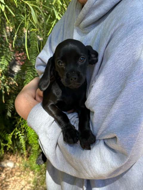 Two Pug x Cocker Spaniel Puppies left | Dogs & Puppies | Gumtree ...