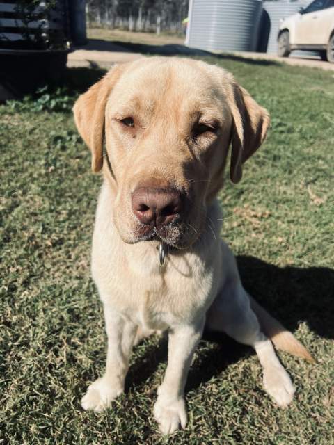 Homeless Labrador | Dogs & Puppies | Gumtree Australia Dalby Area ...