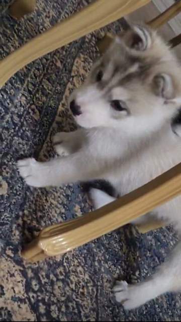 Siberian husky puppies | Dogs & Puppies | Gumtree Australia Perth City ...