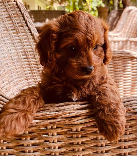 Exceptional Red Female F1b Toy Cavoodle Puppy | Dogs & Puppies ...
