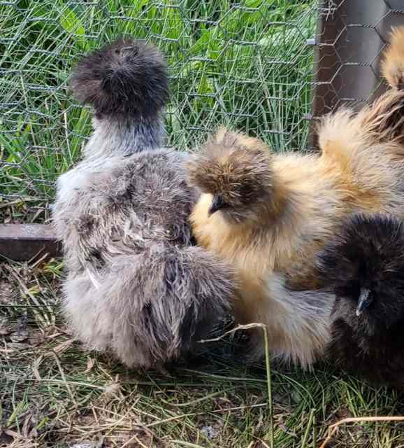 Pure bred Silkie, Araucana young hens--fertile eggs | Birds | Gumtree ...