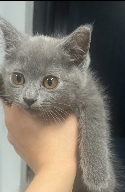 British shorthair male kitten | Cats & Kittens | Gumtree Australia ...