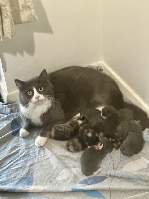 Panda kitten | Cats & Kittens | Gumtree Australia Canterbury Area ...